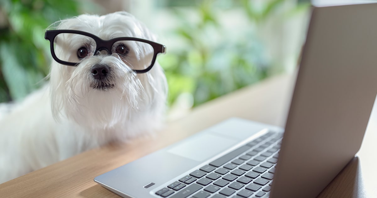 Boost Your Knowledge With Our Informative Pet Blog- Pin Paws